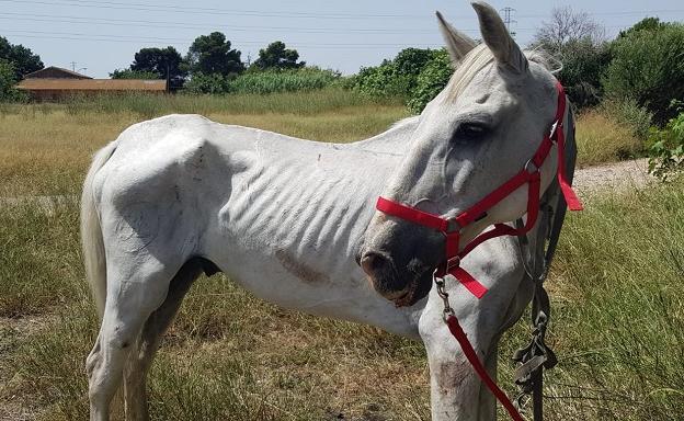 Un caballo desnutrido detrás de la nueva La Fe | Las Provincias