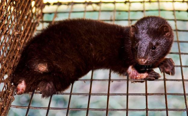 ¿Qué significa que los visones pueden ser el reservorio original del ...