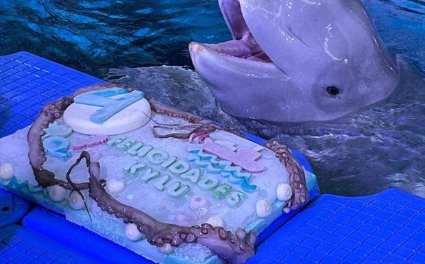 La beluga Kylu del Oceanogràfic cumple cuatro años | Las Provincias