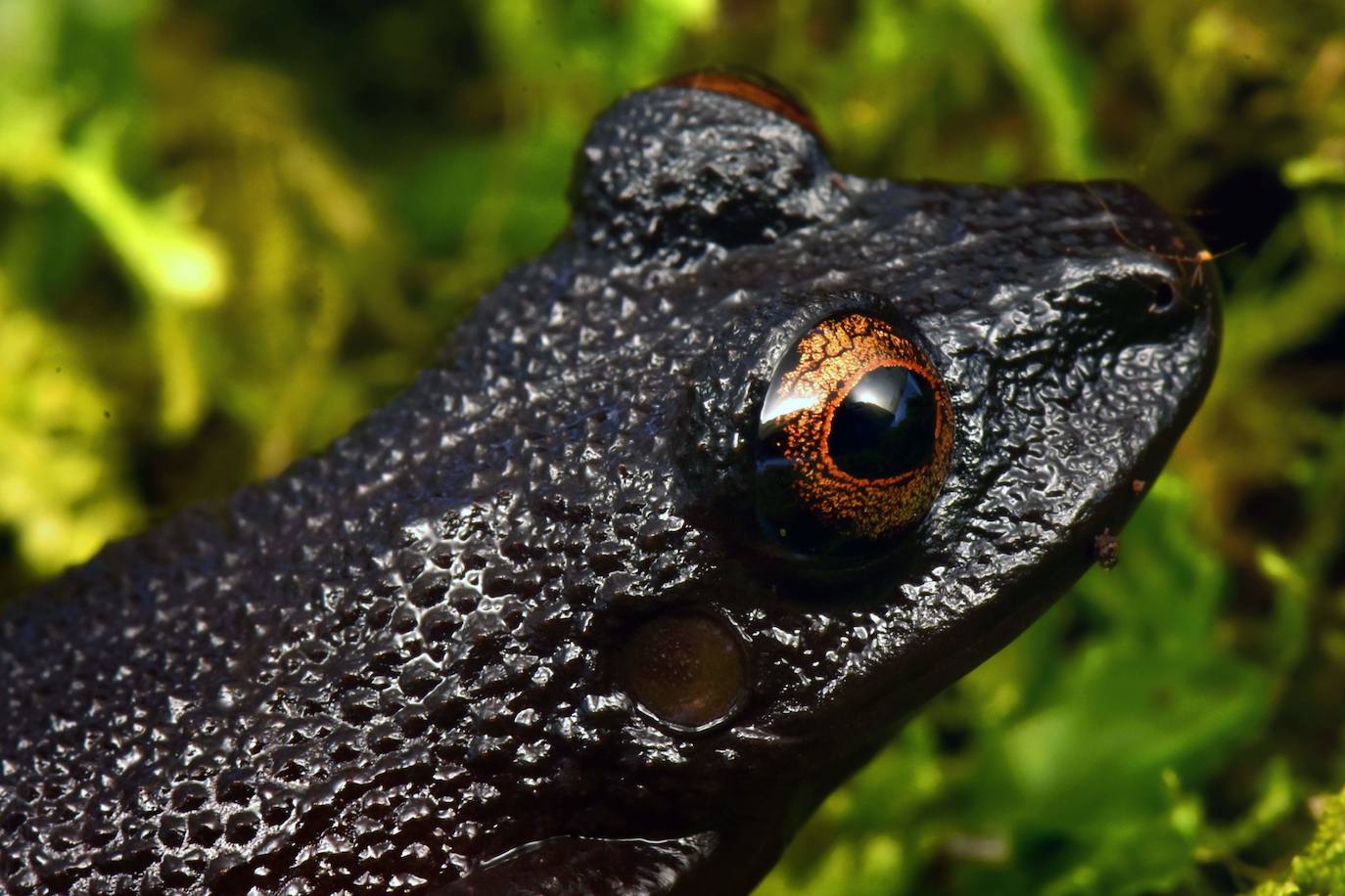 Fotos: Las increíbles especies descubiertas en un valle escondido de ...