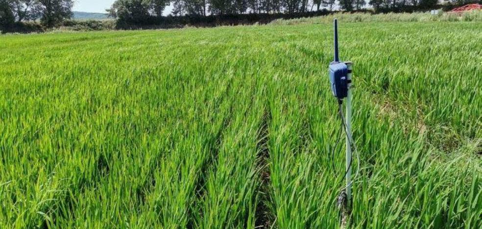 El arroz también se puede cultivar con riego a goteo | Las Provincias