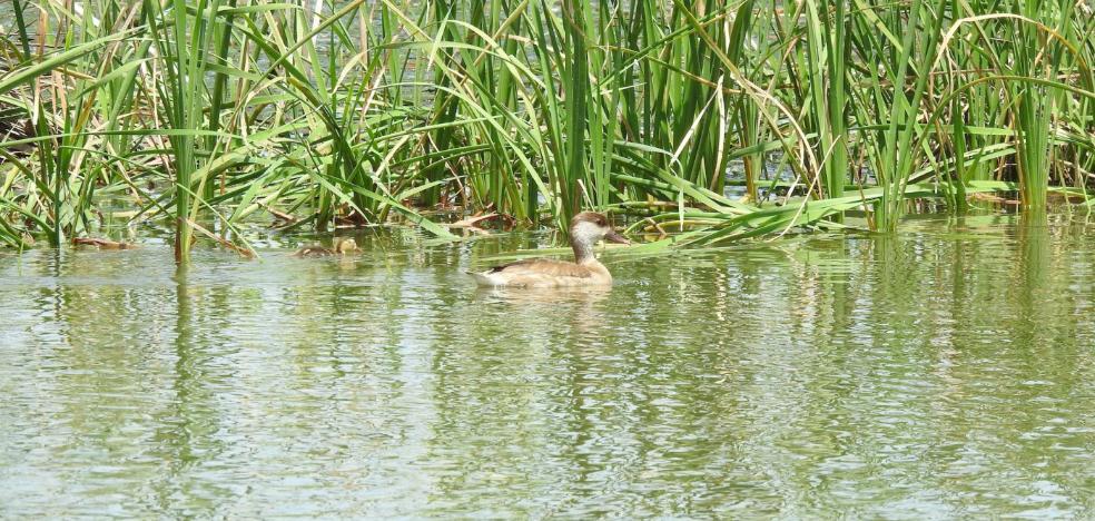 El Tancat de la Pipa, un refugio ideal para aves acuáticas | Las Provincias