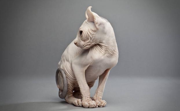 Gato elfo, elf cat | Gato elfo: la sorprendente raza que parece sacada ...