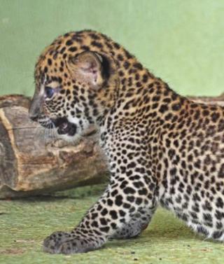 Nace una cría de leopardo de Sri Lanka en el Bioparc de Valencia | Las ...